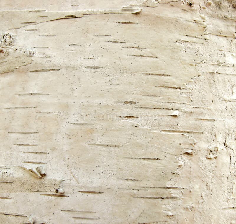 Árbol de abedul foto de archivo. Imagen de textura, color - 31332676