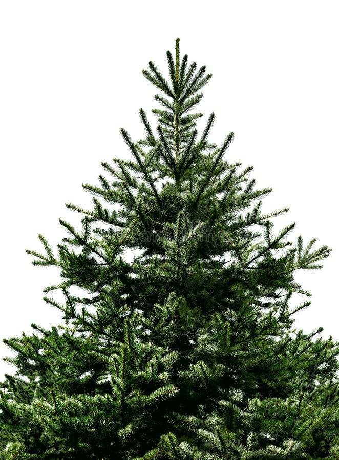 Árbol de abeto imagen de archivo. Imagen de nieve, espiral - 21366305