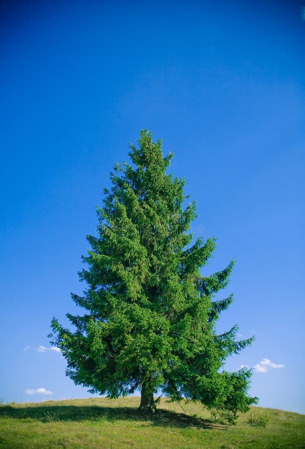 Árbol de abeto foto de archivo. Imagen de azul, solitario - 2749908