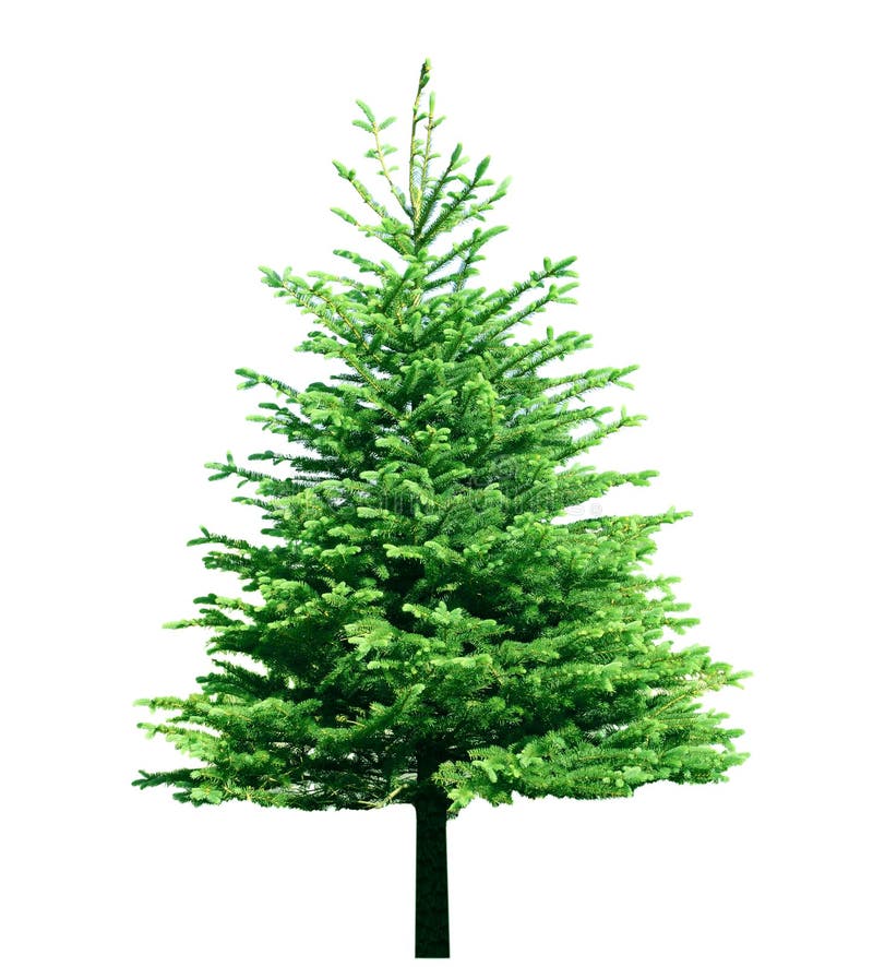 Árbol de abeto foto de archivo. Imagen de pino, fondo - 5500488