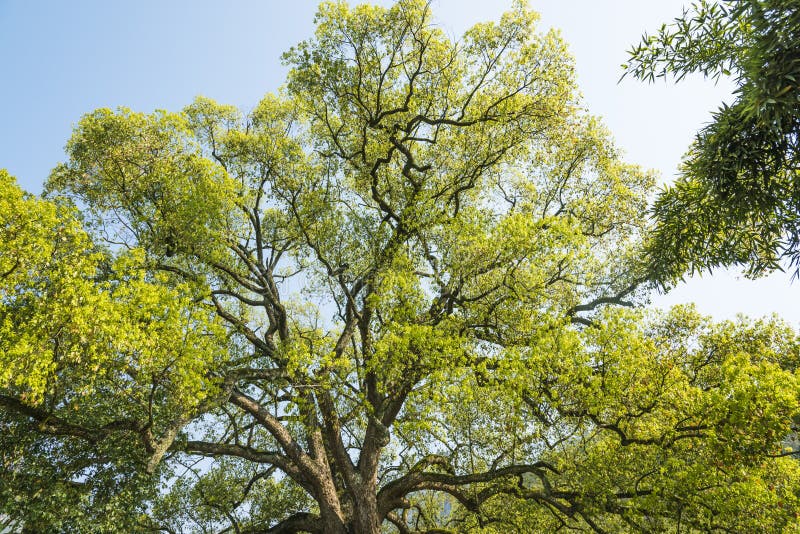 Árbol De Alcanfor Viejo Grande Sobre Un Pequeño Birdge Foto de archivo ...