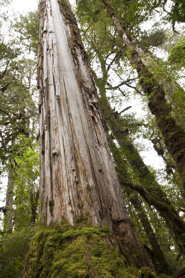 Árbol de alerce foto de archivo. Imagen de alerce, gigante - 18591038