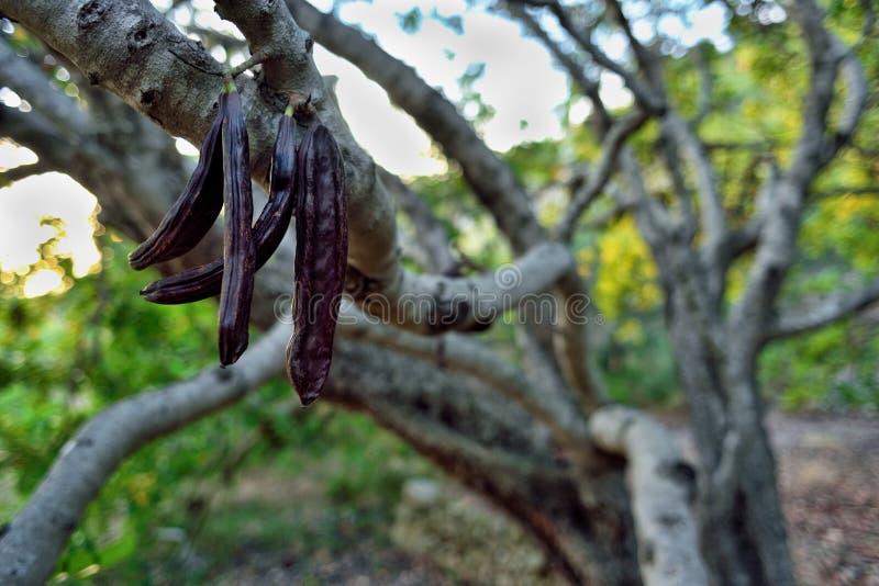 Árbol de algarroba imagen de archivo. Imagen de madera - 76356599