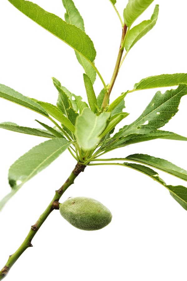 Almendro foto de archivo. Imagen de rural, tuercas, cielo - 15955160