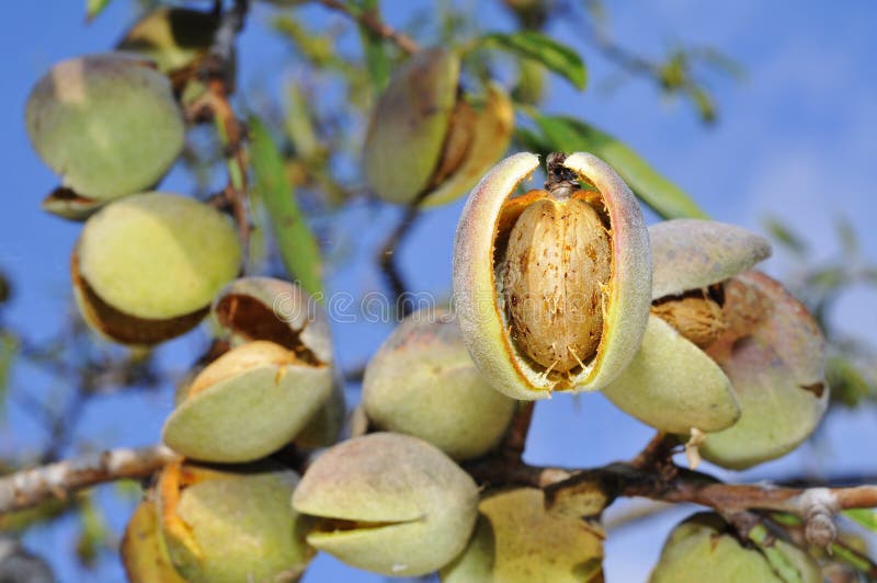 Flor Del árbol De Almendra En Fondo Azul Foto de archivo - Imagen de ...
