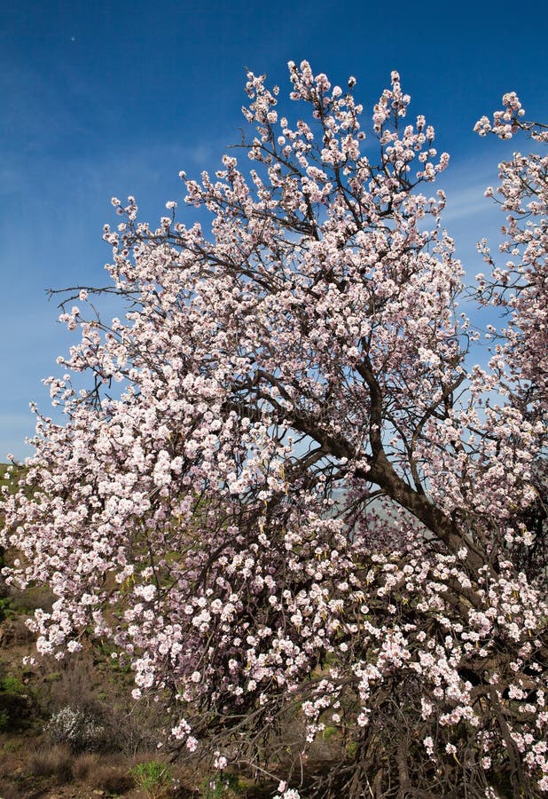 Árbol de almendra foto de archivo. Imagen de flora, asoleado - 17888468