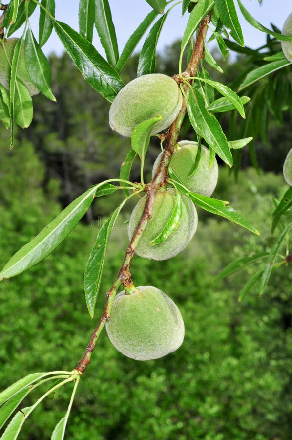 Árbol de almendra foto de archivo. Imagen de cosecha - 25233262