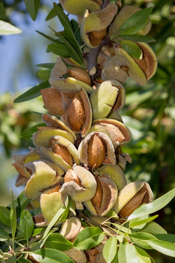 árbol de almendra foto de archivo. Imagen de flor, resorte - 26464878