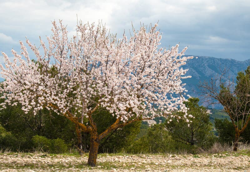 Flor Del árbol De Almendra En Fondo Azul Foto de archivo - Imagen de ...