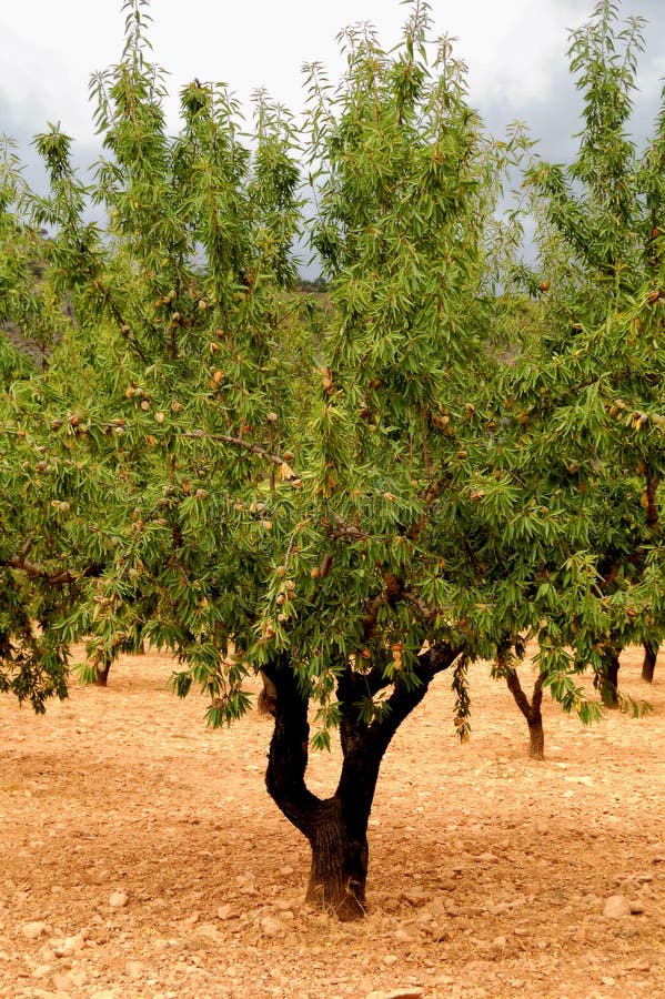 Árbol De Almendra Con Las Frutas Maduras Foto de archivo - Imagen de ...