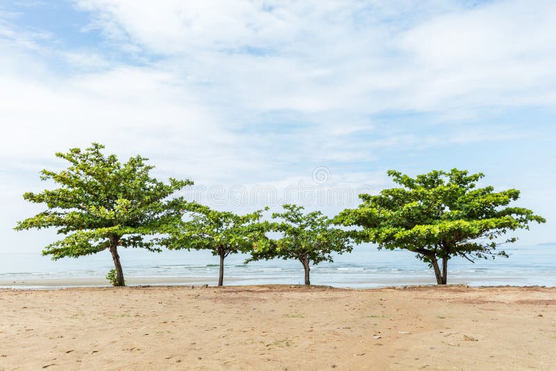Árbol De Almendra De La Playa, Isla De Fitzroy Foto de archivo - Imagen ...