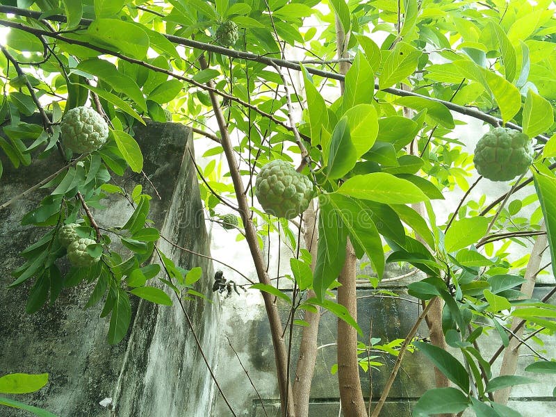 Anona imagen de archivo. Imagen de agricultura, natillas - 57082729