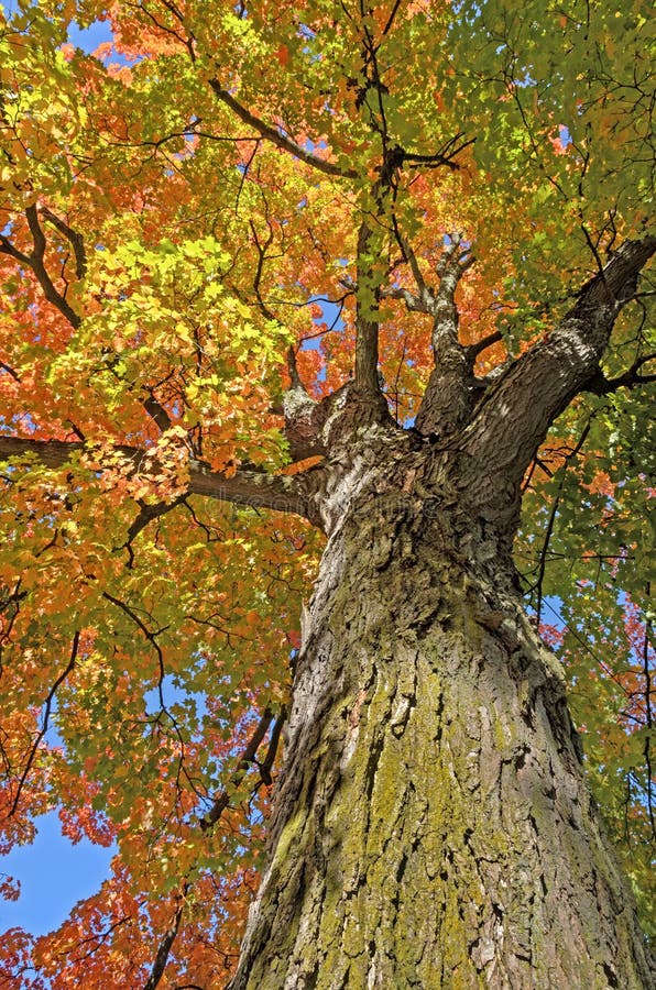 Árbol de arce colorido foto de archivo. Imagen de octubre - 36126896
