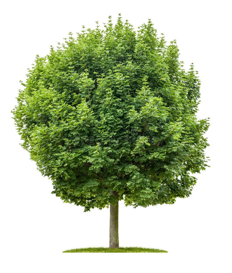 Árbol De Arce En Un Fondo Blanco Foto de archivo - Imagen de blanco ...