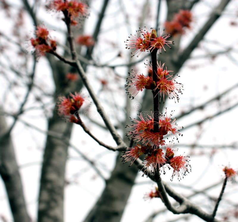 Árbol De Arce Rojo En La Floración Foto de archivo - Imagen de arce ...