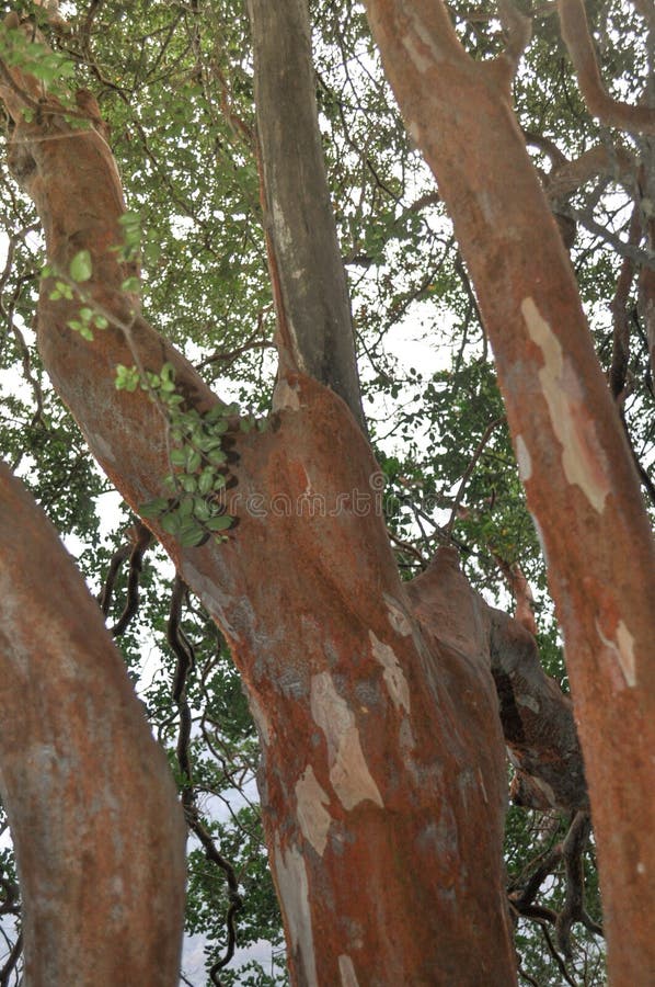 Árbol De Arrayan En El Parque Nacional De Huerquehue, Chile Foto de ...