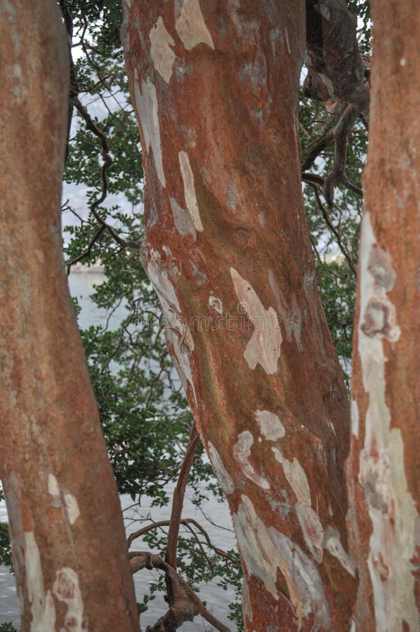 Árbol De Arrayan En La Patagonia, La Argentina Imagen de archivo ...