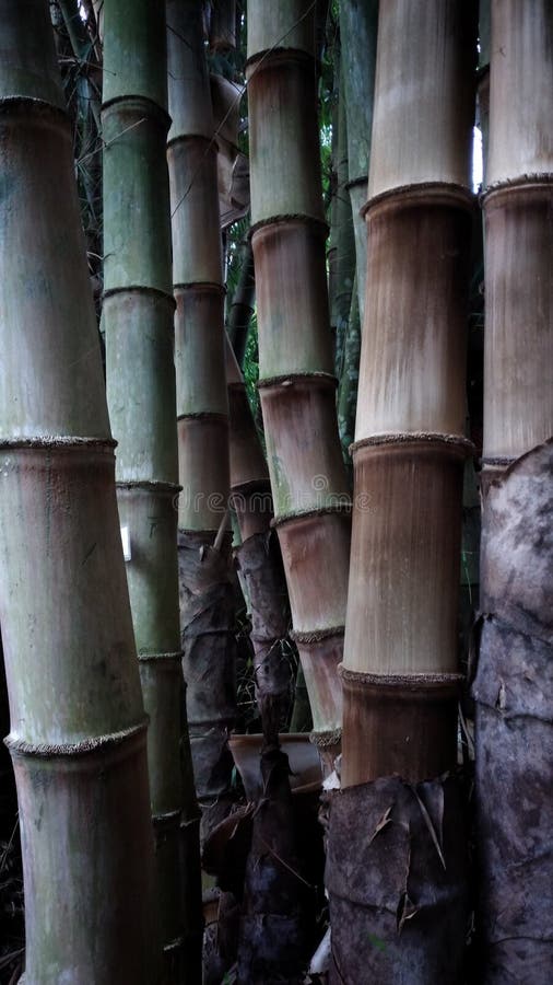 Bamboo Petung Bambu Pring Petung Imagen de archivo - Imagen de describa ...