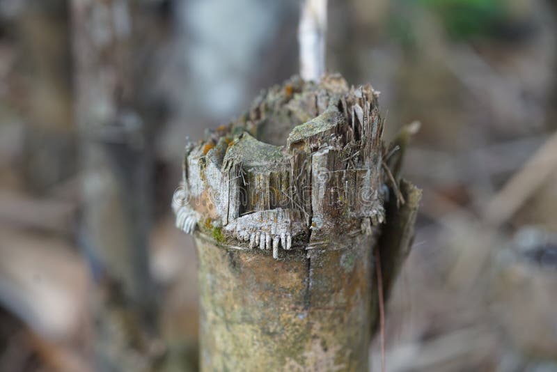 La Textura De Bambú Podrido Con Patrones Naturales Imagen de archivo ...