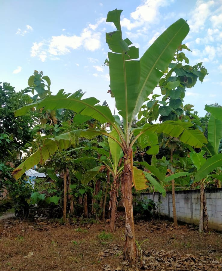 árbol de banano verde imagen de archivo. Imagen de alimento - 250892639