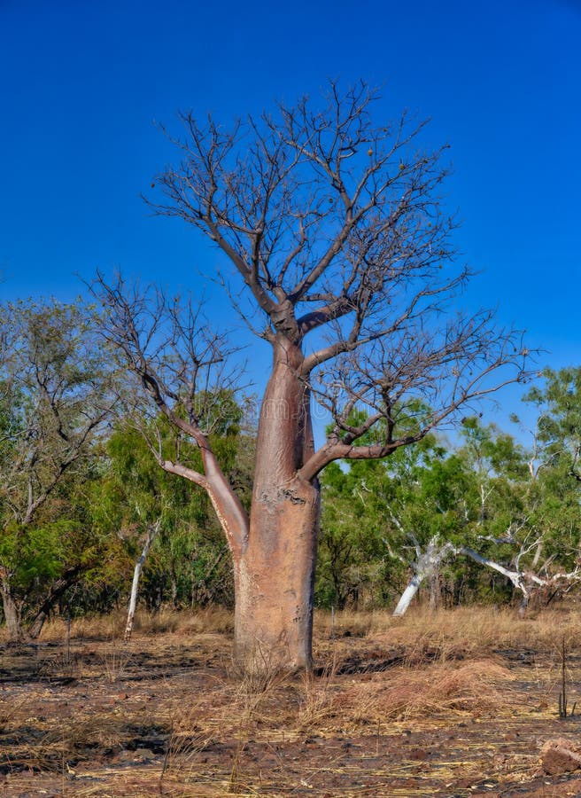 Ã rbol De Boab En Australia Foto de archivo - Imagen de base, tenga ...