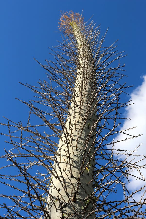 árbol Alto De Boojum O Cirio Fouquieria Columnaris En Baja California ...