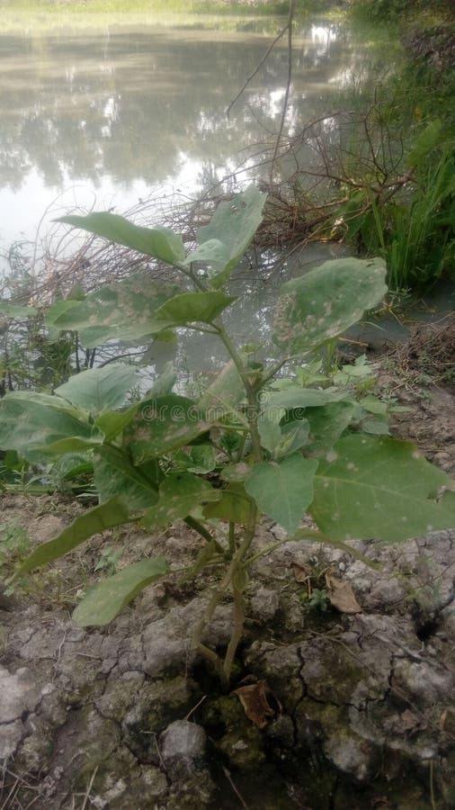Árbol de Bringel imagen de archivo. Imagen de crecimiento - 127514327