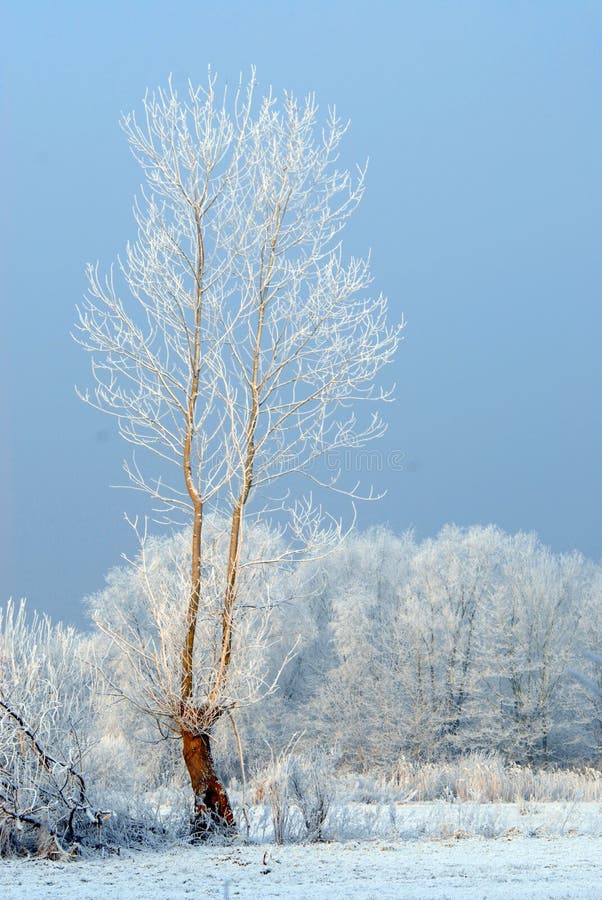 Árbol de Brown con nieve imagen de archivo. Imagen de estacional - 3947913