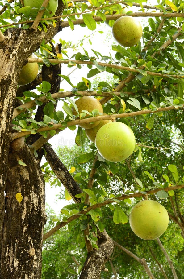 Árbol de Calabash. imagen de archivo. Imagen de bosque - 23333117