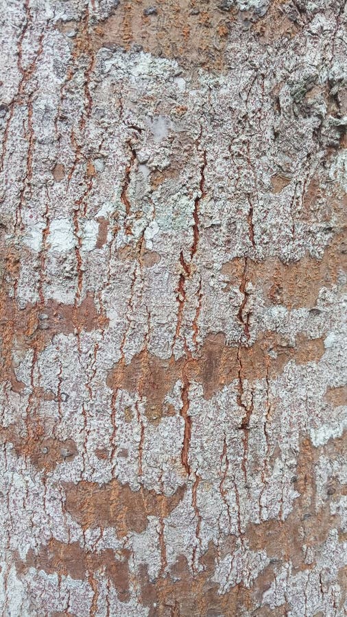 árbol De Caoba En El Jardín Foto de archivo - Imagen de blanco, caoba ...
