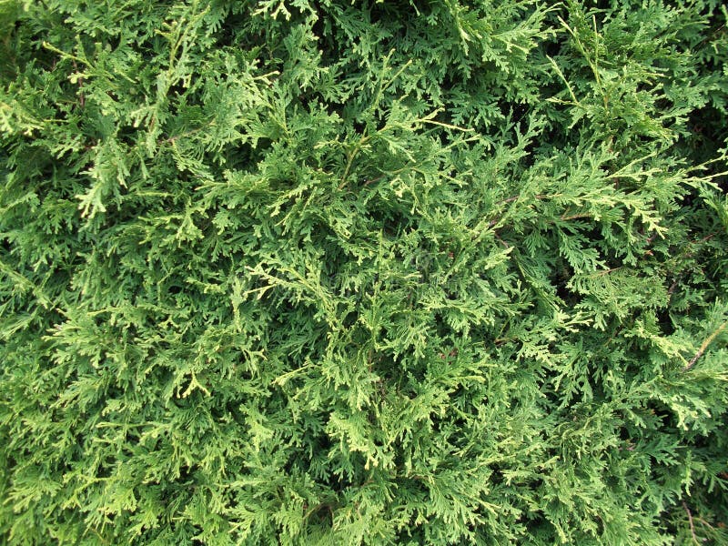 Árbol de cedro imagen de archivo. Imagen de cubo, cedro - 20476431