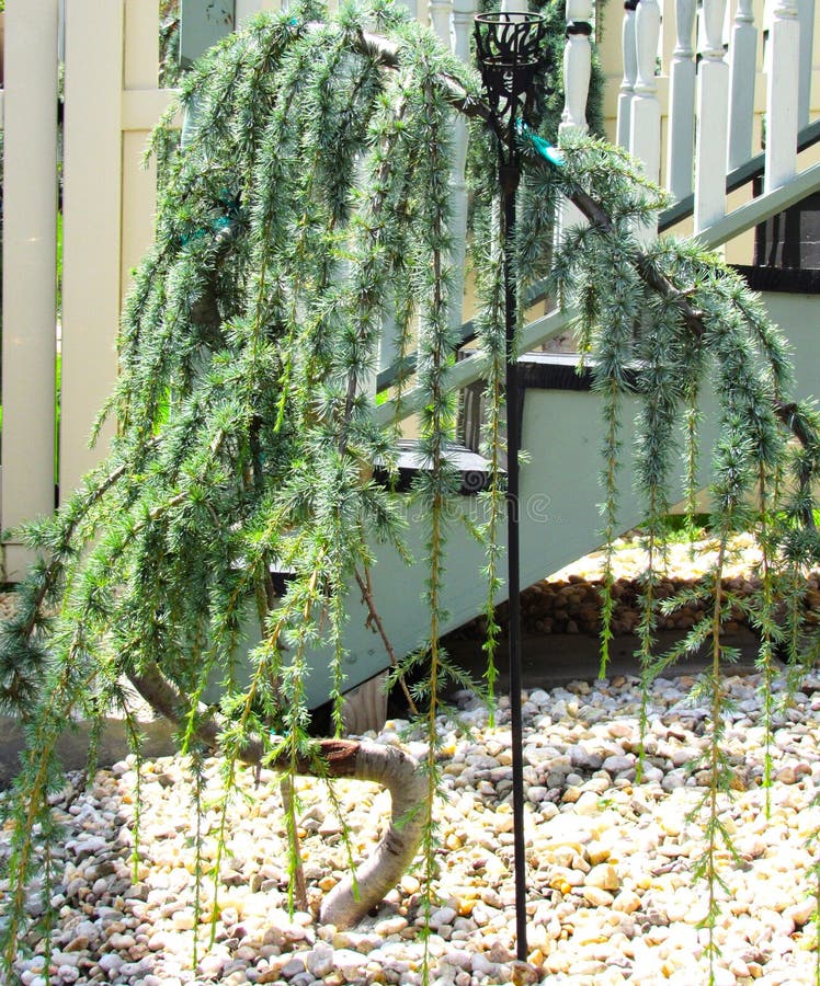 Cedro imagen de archivo. Imagen de planta, verde, llorando - 254567327