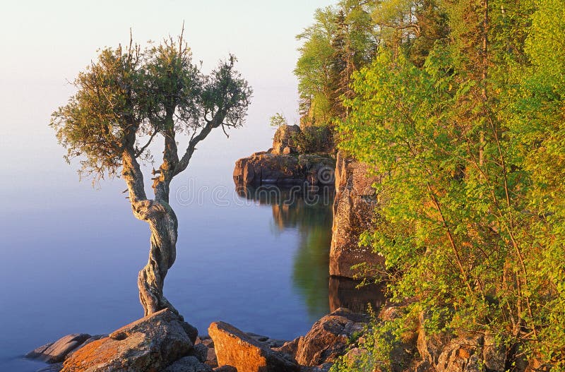 Hojas de cedro foto de archivo. Imagen de ambiental, cono - 24520270