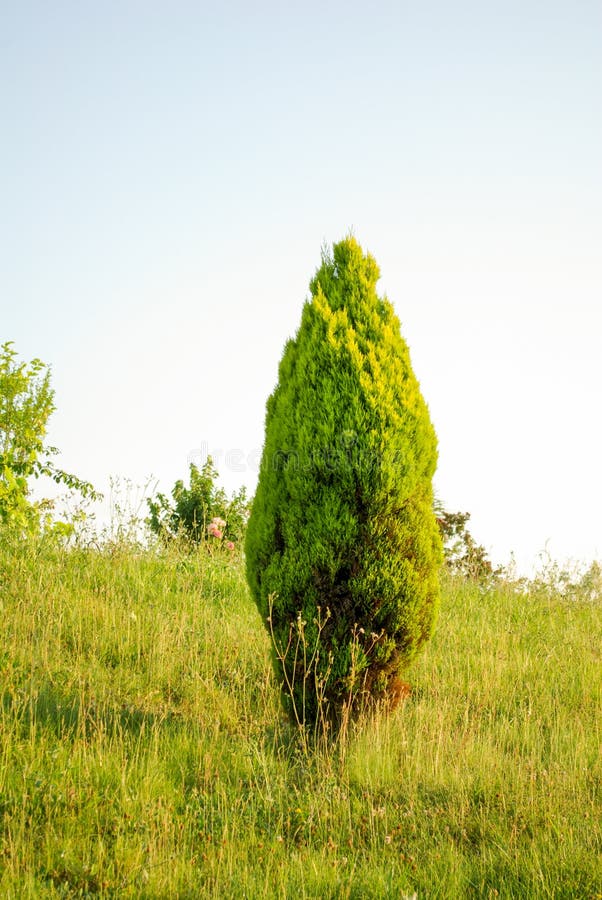 Árbol de cedro verde foto de archivo. Imagen de hoja - 70302774