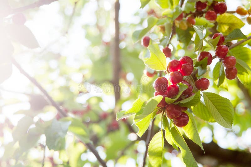 Árbol De Cerezas, Cerezas En El árbol Imagen de archivo - Imagen de ...