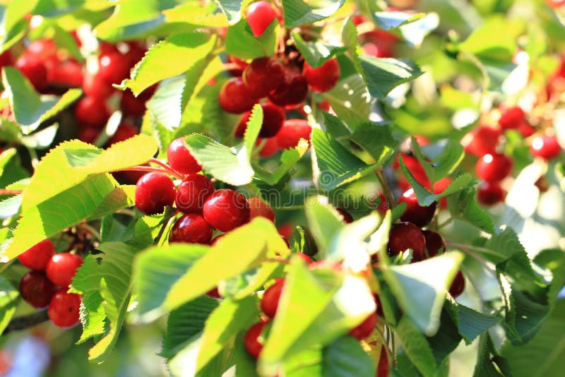 Árbol De Cerezas Con Las Frutas Foto de archivo - Imagen de hoja, cubo ...