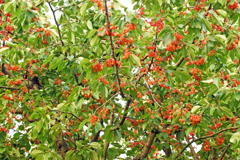 Árbol De Cerezas Grande Con Las Bayas Foto de archivo - Imagen de ...