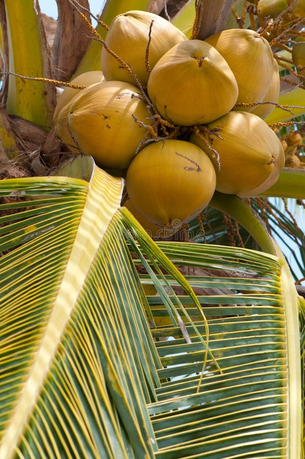 Árbol De Coco Imagen. Imagen: 14038037