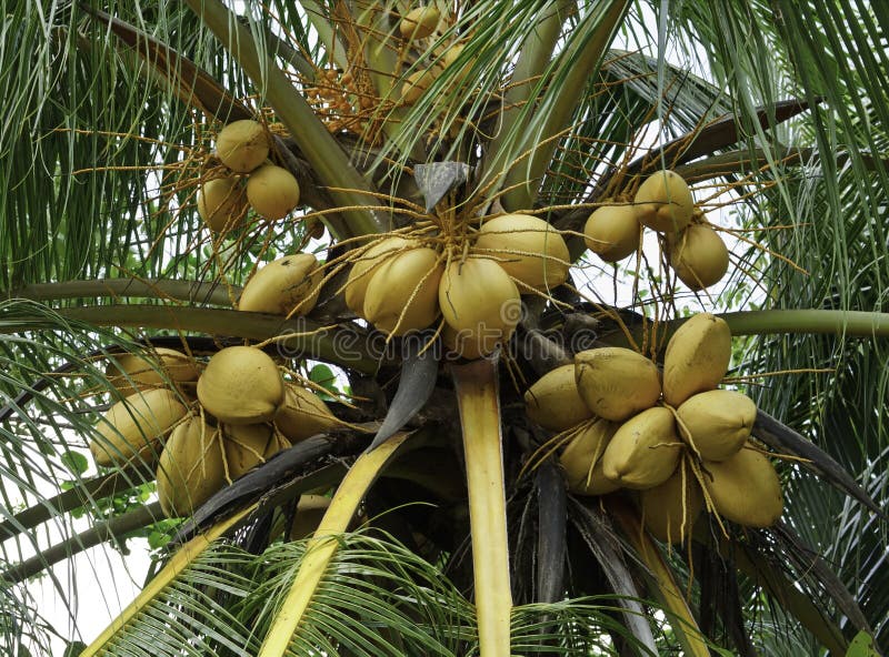 Primer De La Palmera Tropical Del Coco Con Amarillo Imagen de archivo ...