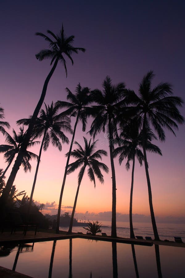 Árbol De Coco En La Salida Del Sol Foto de archivo - Imagen de coco ...