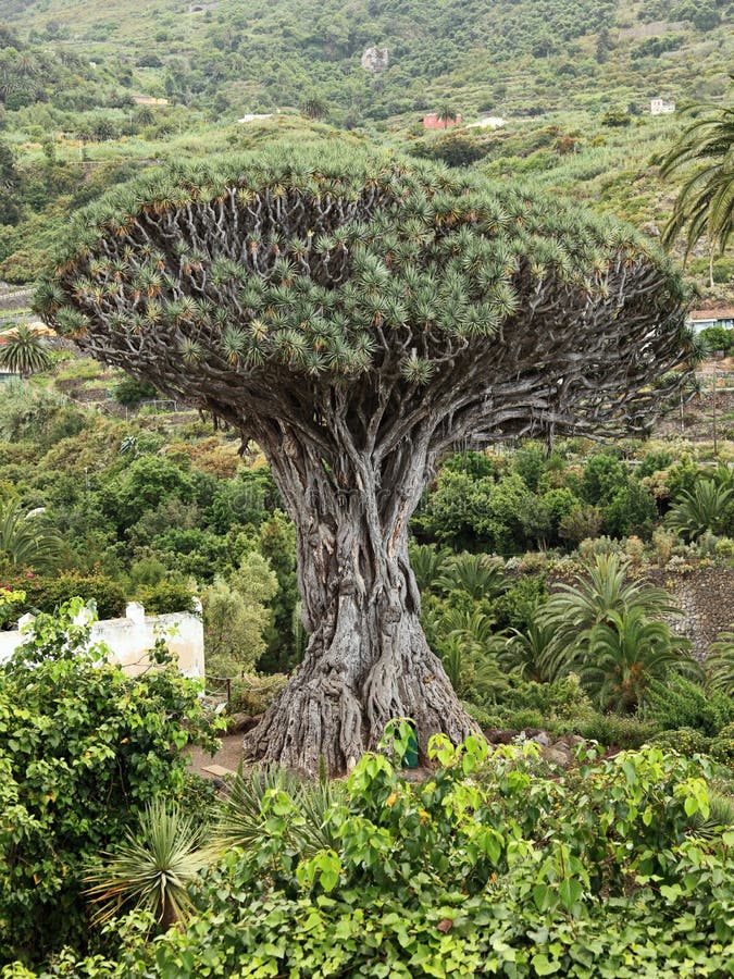 Árbol De Dragón, Draco Del Dracaena Foto de archivo - Imagen de colores ...