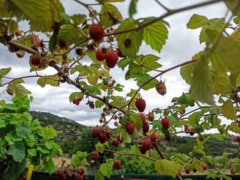 árbol De Frambuesa En El Jardín Foto de archivo - Imagen de frambuesa ...