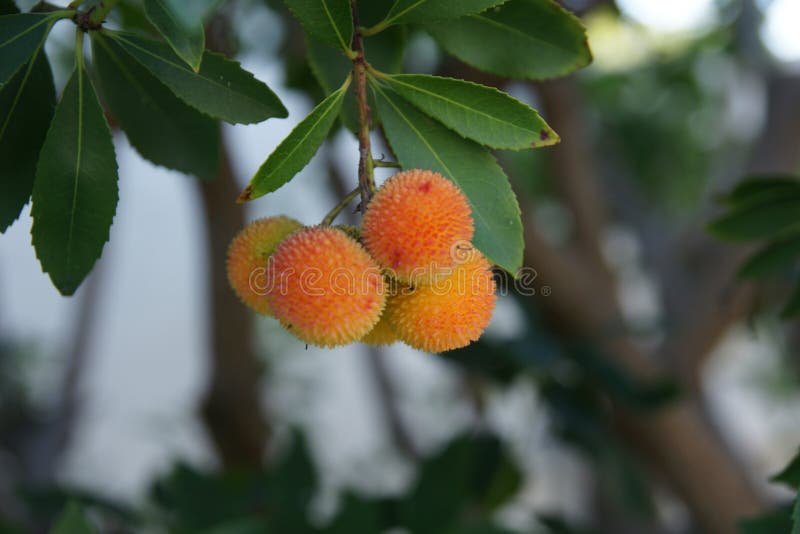 Árbol de fresa imagen de archivo. Imagen de urna, perenne - 31930173