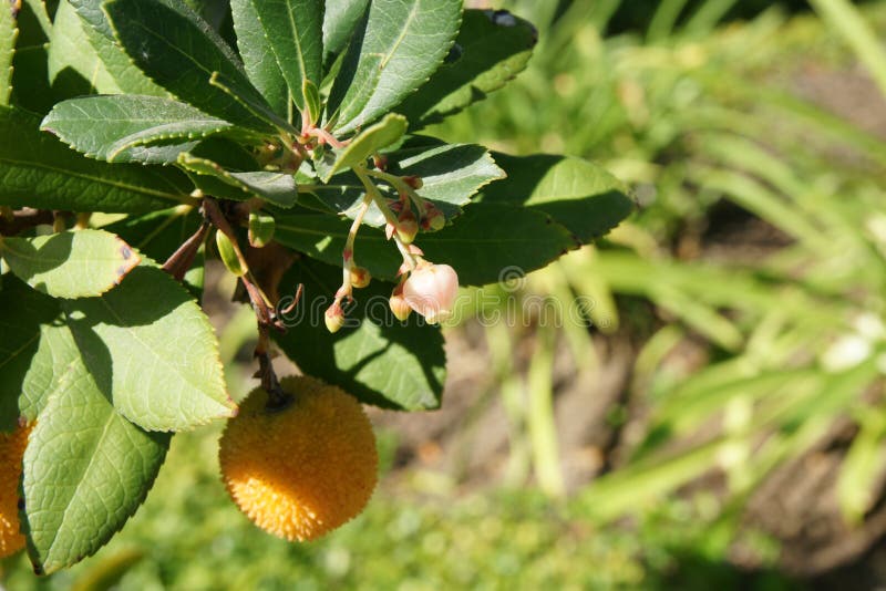 Árbol de fresa imagen de archivo. Imagen de flores, escarlata - 39899055