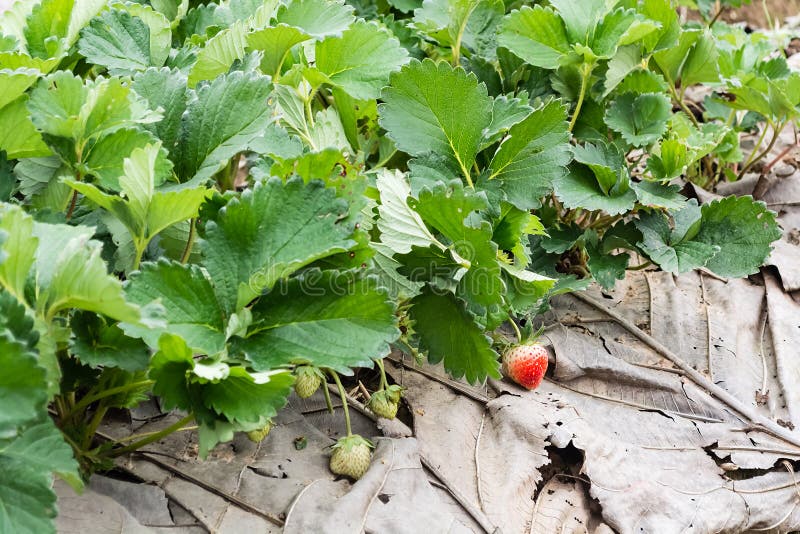 Árbol de fresa foto de archivo. Imagen de fresa, verde - 67693310