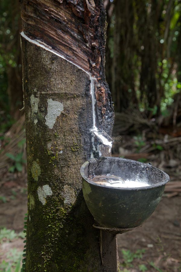 Extracción Natural Del Látex Del árbol De Goma Plantas De La Hevea En ...