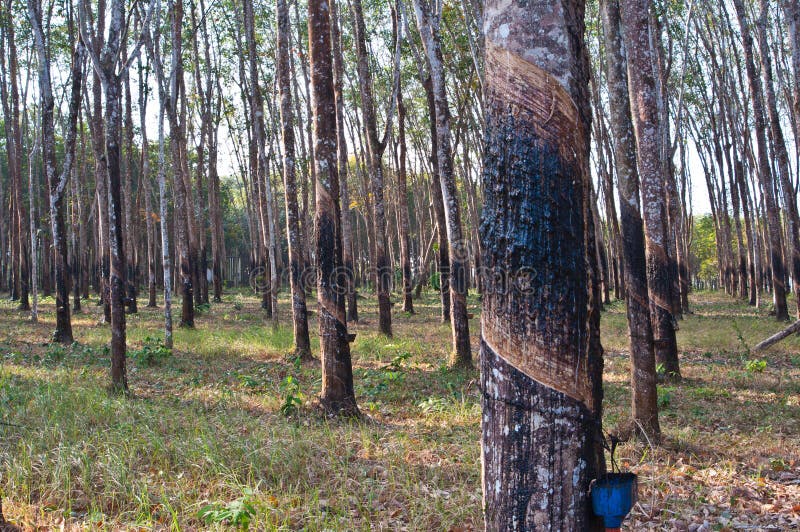 Árbol de goma foto de archivo. Imagen de agricultura - 22747536