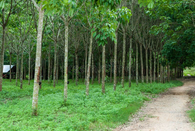 Árbol de goma. imagen de archivo. Imagen de cubo, horizontal - 31209075