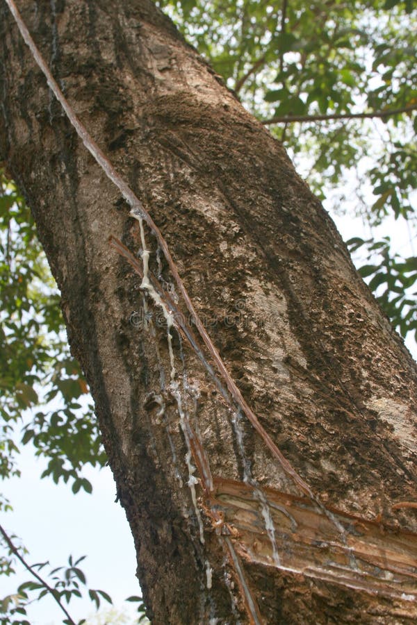 Árbol De Goma Imagen. Imagen: 6744062