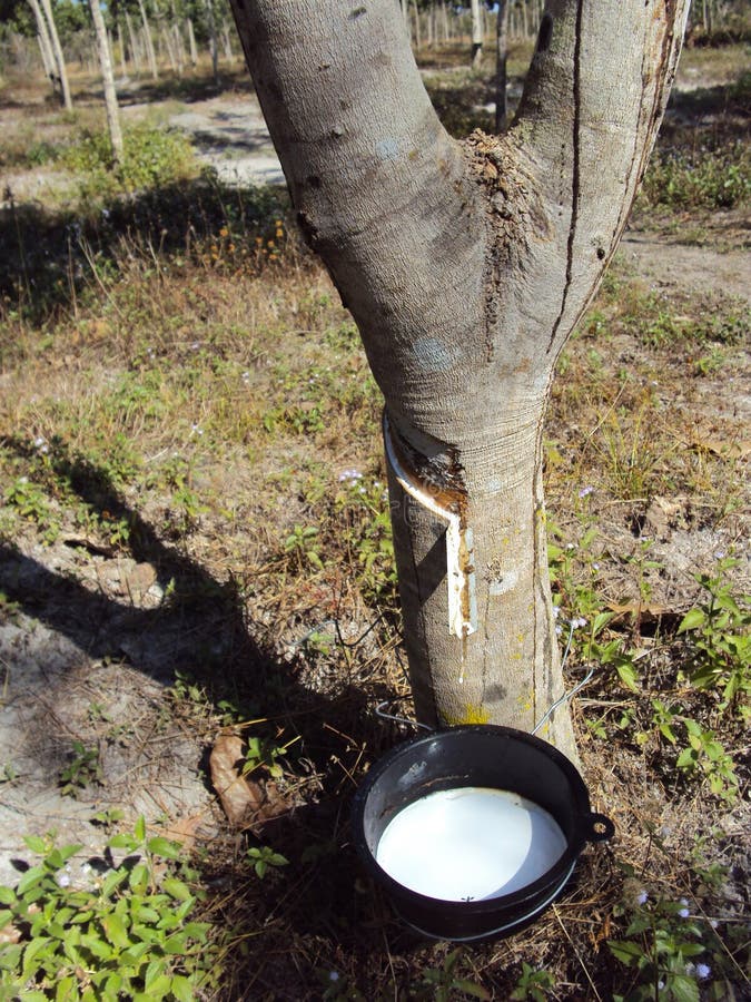 Árbol de goma tailandés imagen de archivo. Imagen de corte - 22528929